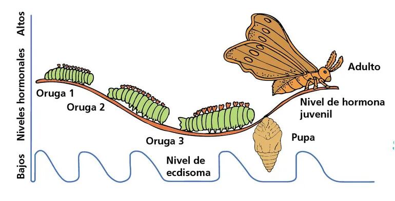 Sistema endocrino - Escolar - ABC Color