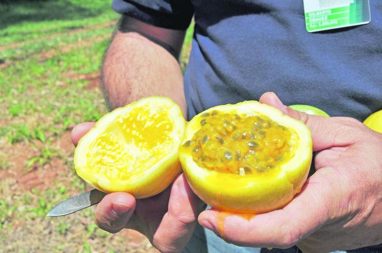 Mburucuyá - ABC Rural - ABC Color