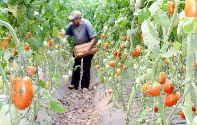 Hay abundante producción de tomate con este clima - Economía - ABC Color