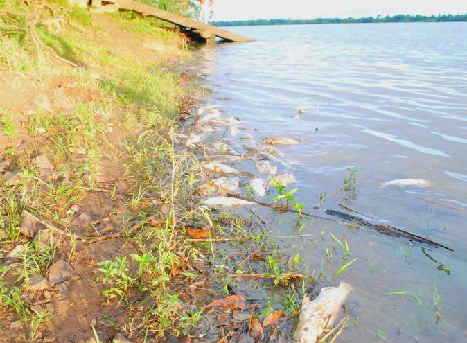 Aparecen peces muertos en el río Paraná, en Ayolas - Interior - ABC Color