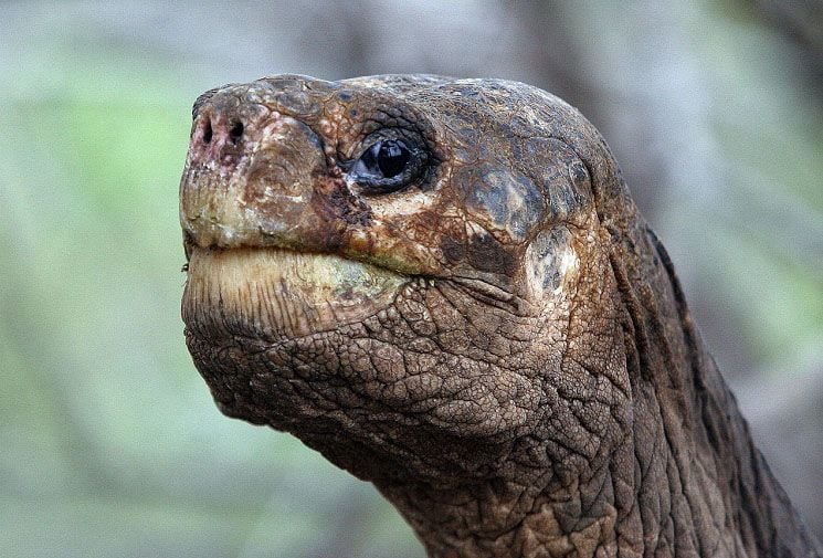 Muere "Solitario George", la famosa tortuga de las Galápagos - Ciencia ...
