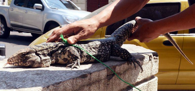Teju guasu fue al Zoológico municipal - Locales - ABC Color