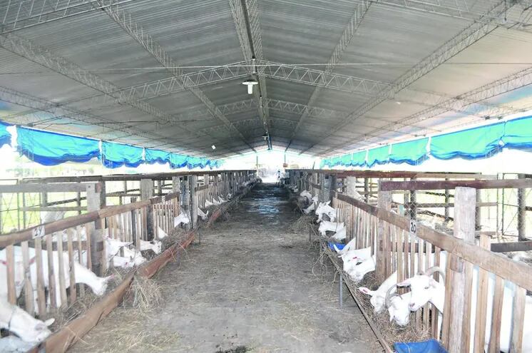 Cría intensiva de cabras lecheras - ABC Rural - ABC Color