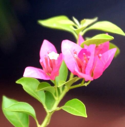 La santa rita - Casa y Jardín - ABC Color