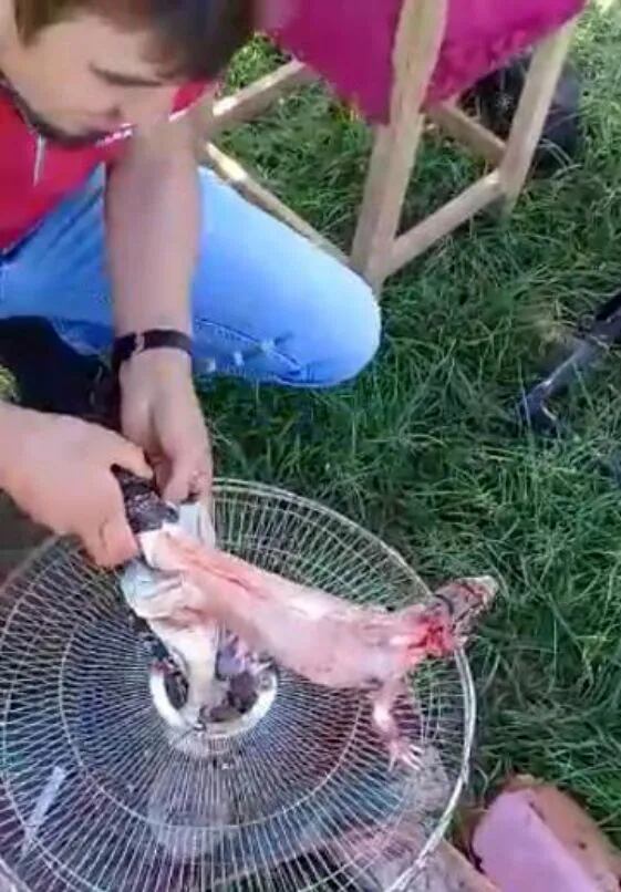 Se viraliza vídeo de cruel despellejo de teju guasu - Judiciales y ...