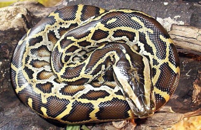 Francés halla pitón gigante en su casa - Ciudadano digital - ABC Color