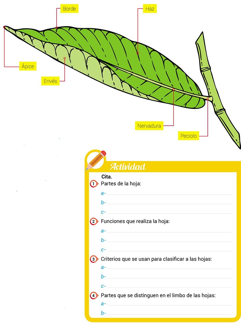 Partes De Una Hoja Y Sus Funciones Resumen Con Esquemas En 2021 Images