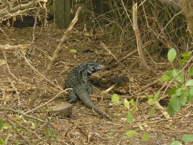 Cacería pudo haber depredado el teju guasu - Nacionales - ABC Color