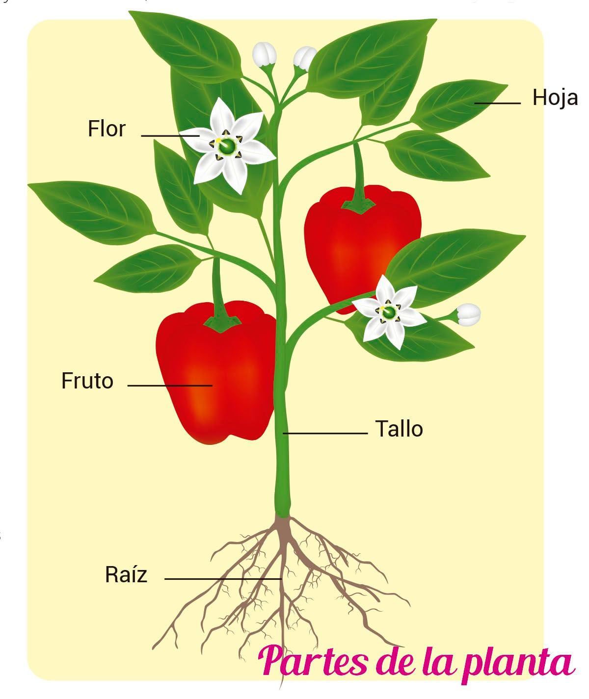 Corte De Raíz De Las Hojas Inferiores 1 Corte De Hoja Tiene Grandes