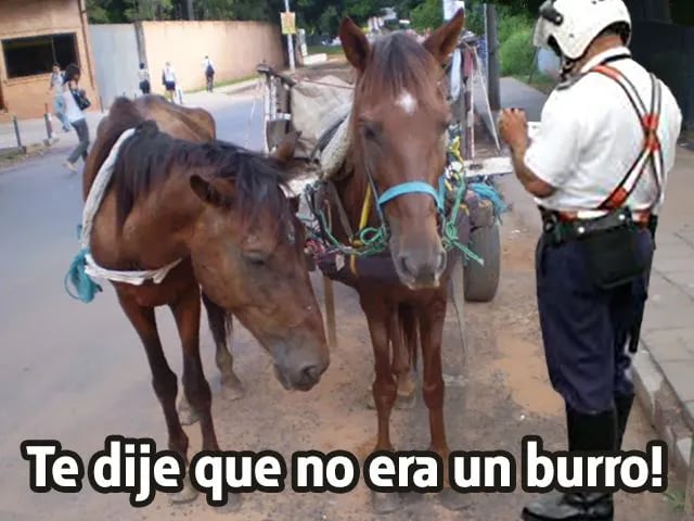 ¿Burro? - Soy un viral - ABC Color