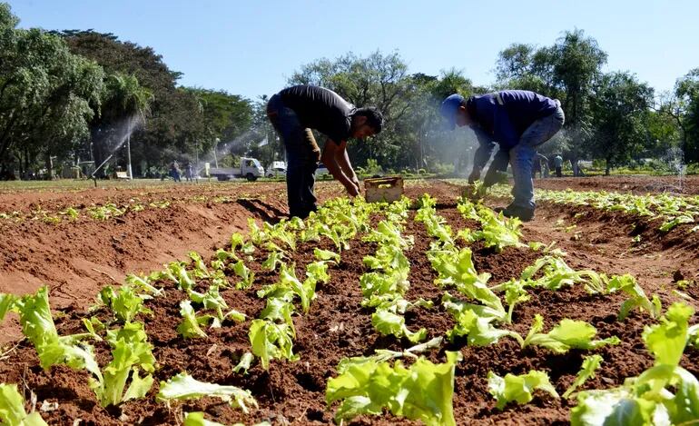 Primeros plantines de lechuga y cebollita en huerta comunitaria ...