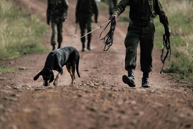 Perros rastreadores para proteger vida salvaje en Kenia - Galerías de ...