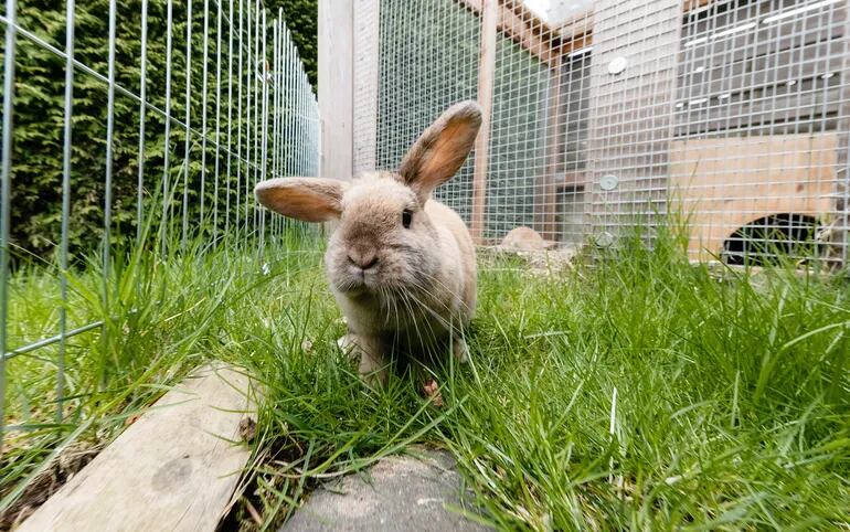 Los conejos necesitan corrales con mucho espacio para moverse ...