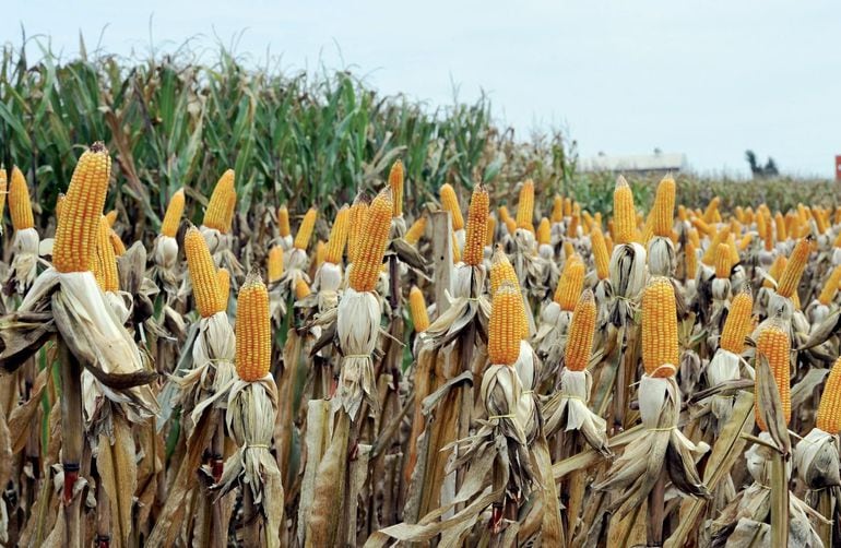 KATUETÉ - Empresas y Negocios - ABC Color