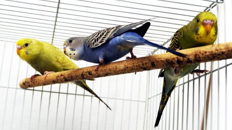 Las cotorritas - Casa y Jardín - ABC Color