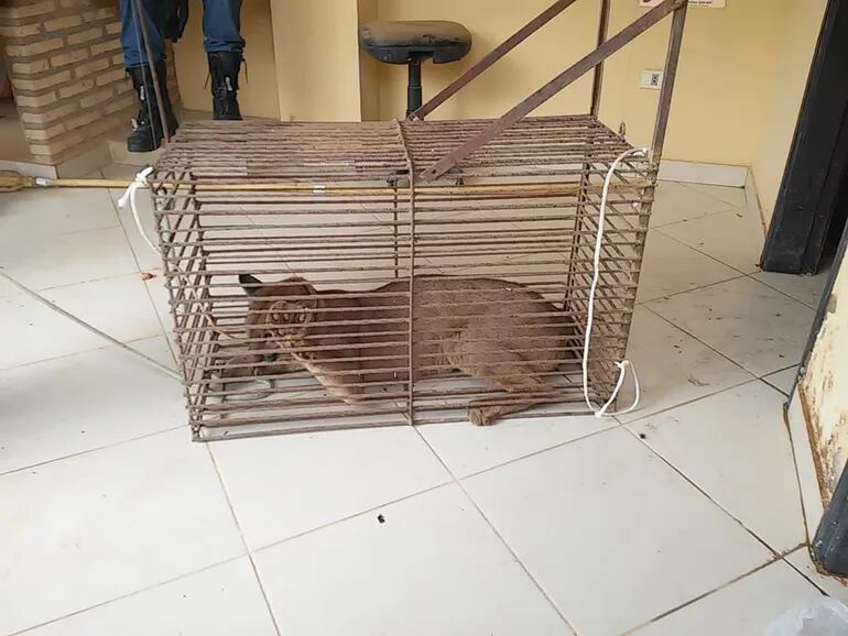 Puma aparece en el centro de Loma Plata - Nacionales - ABC Color