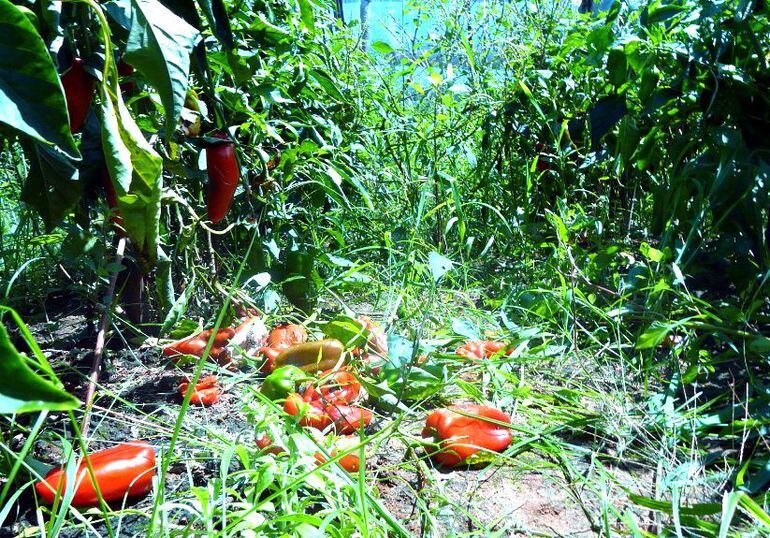 En Loreto, la producción de locote se echa a perder por falta de ...