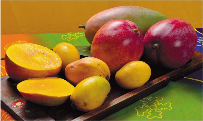 Temporada de mangos - Gastronomia - ABC Color