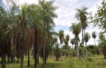 Cultivo de mbokaja en ABC Color