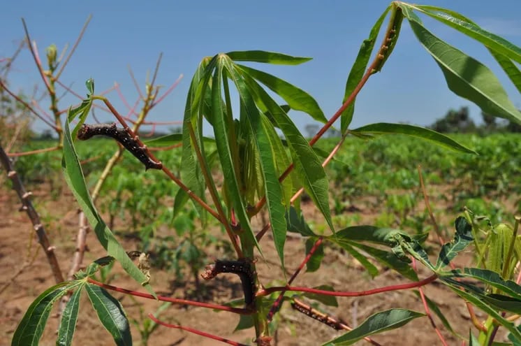 Control del marandová en mandioca - Ing. Agr. Moisés Vega Villalba ...