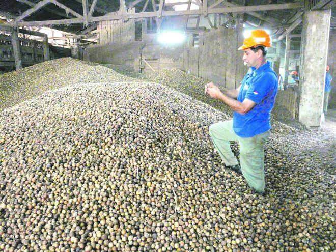 El coco - ABC Rural - ABC Color