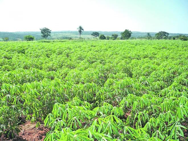 Producción de mandioca - Dr. P. M. Gibert - ABC Rural - ABC Color