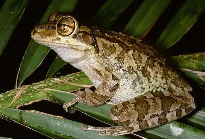Especie de rana cubana causa problemas en Puerto Rico - Ciencia - ABC Color