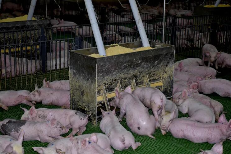 Soja en alimentación animal - ABC Rural - ABC Color