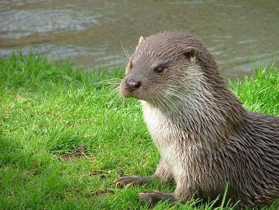 Declaran especie extinta a la nutria japonesa de río - Ciencia - ABC Color
