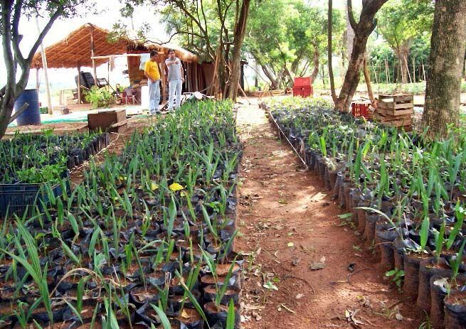 En Villalbín cultivan mbokaja - Gaceta del Sur - ABC Color