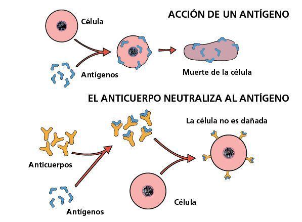 La inmunidad - Escolar - ABC Color