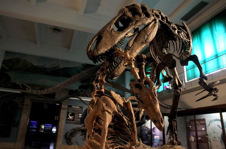 La potencia en paleontología de dinosaurios que batalla por sobrevivir ...