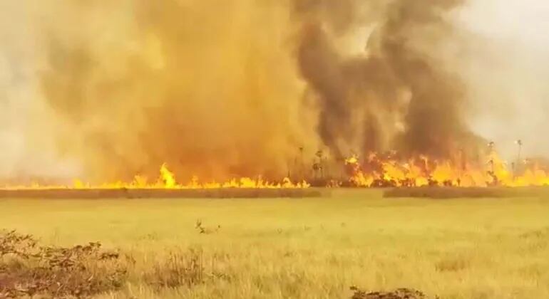 Animales calcinados y desesperación en el Gran Chaco Sudamericano ...