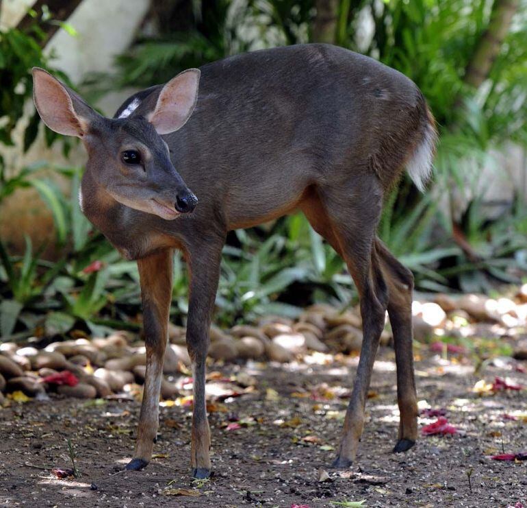 EL VENADO - Casa y Jardín - ABC Color