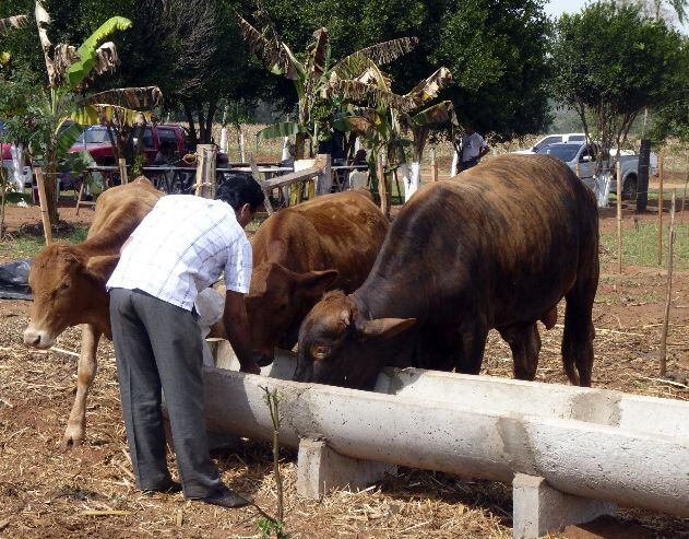 Proyectan la cría y engorde de ganado - Economía - ABC Color