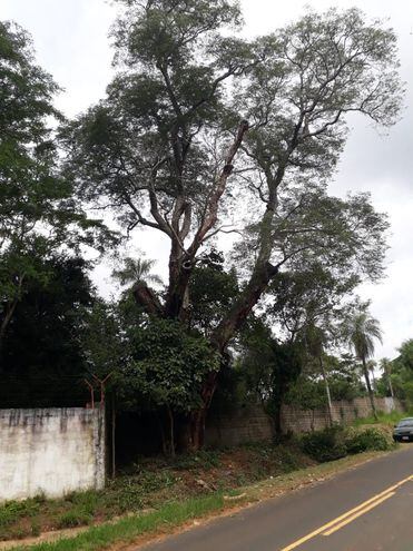 Declaran patrimonio Natural Cultural al árbol de Timbo de Madame Lynch ...