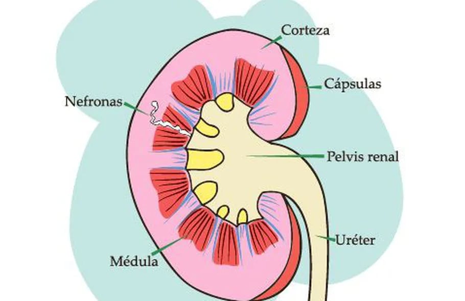 Partes Del Riñon Y Sus Funciones