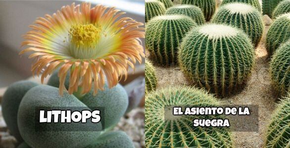 Así como un cactus, las personas nos pueden dar pinchazos o regalarnos ...
