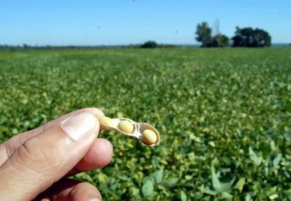 Presentan la soja “Intacta RR2 Pro” - ABC Rural - ABC Color