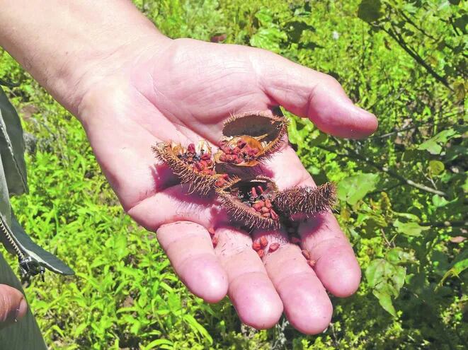 Urucú - Dr. P. M. Gibert - ABC Rural - ABC Color