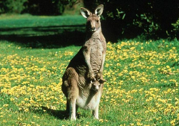 Tamaño de los brazos del canguro, su principal atractivo para aparearse ...