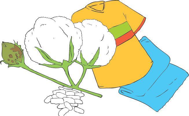 El algodón (1) - Escolar - ABC Color