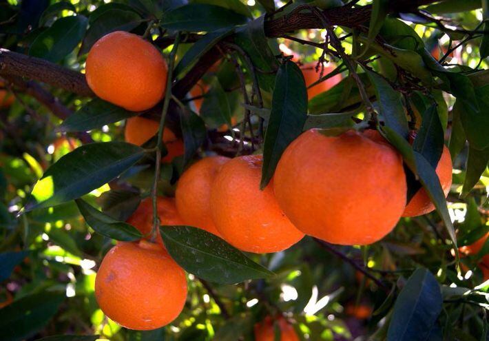 Mandarina - Salud - ABC Color