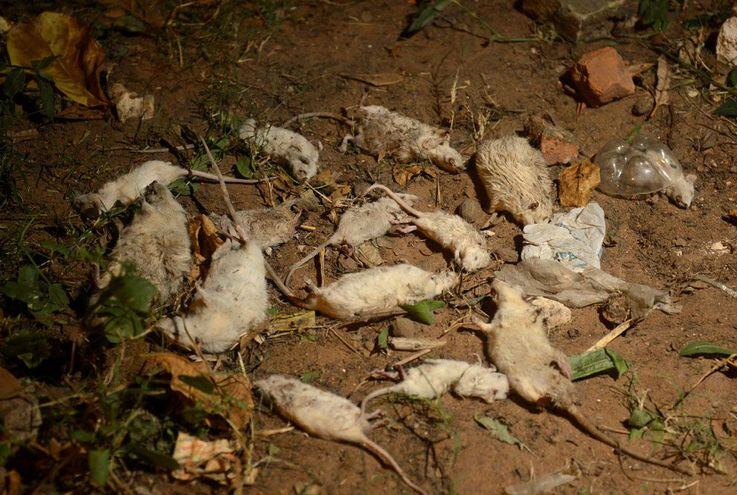 Ratas muertas causan inquietud entre vecinos - Nacionales - ABC Color