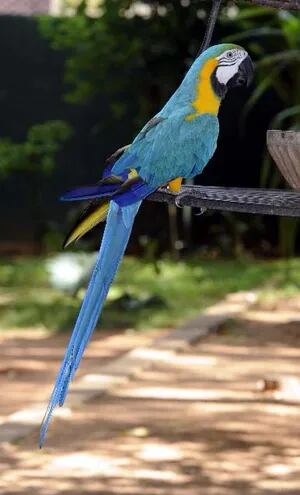 Papagayo azul o gua’a hovy - Casa y Jardín - ABC Color