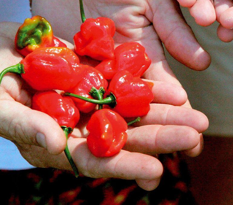 Picante muy picante - Gastronomia - ABC Color