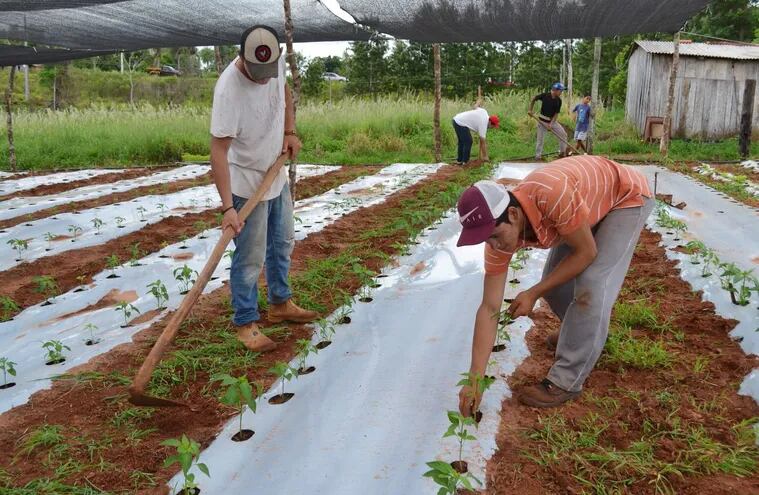 Buena expectativa en el cultivo de locote - 3 Fronteras - ABC Color