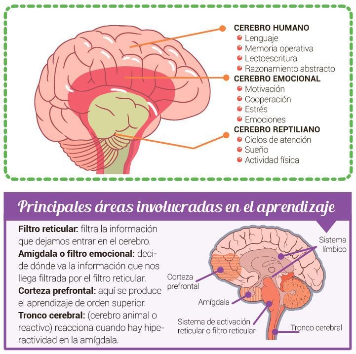 Cerebro triuno: piensa, siente y actúa - Escolar - ABC Color