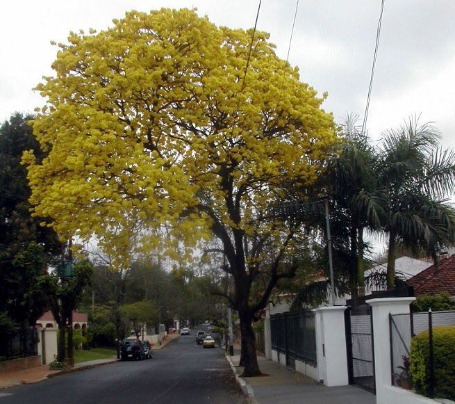 El tajy es árbol nacional - Política - ABC Color