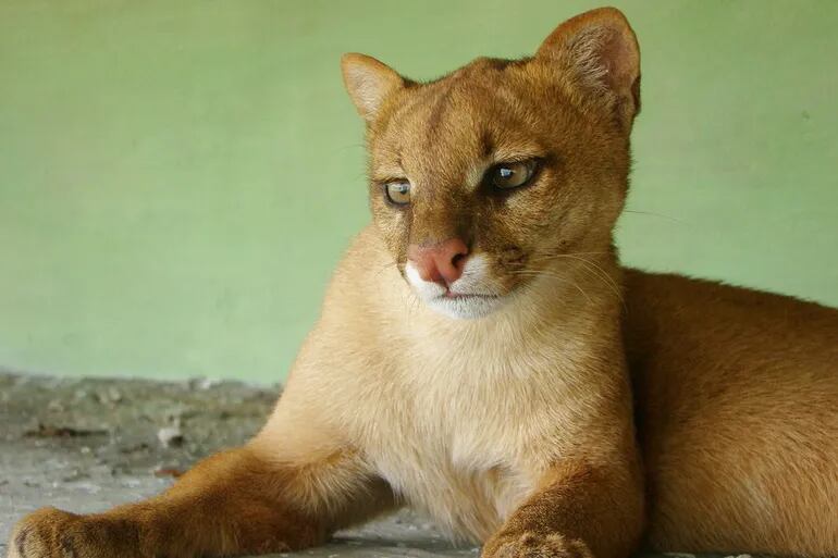 Puma jaguarundi - Casa y Jardín - ABC Color